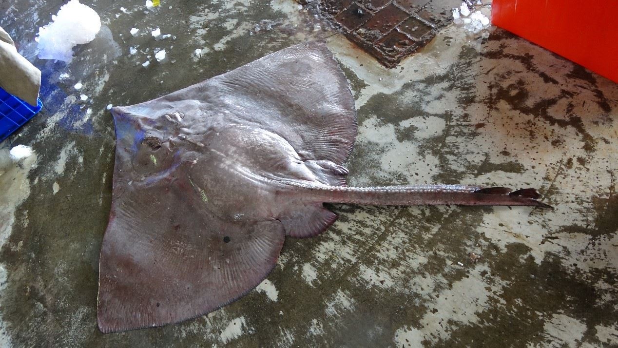 海洋萬花筒-農業部-水產試驗所全球資訊網